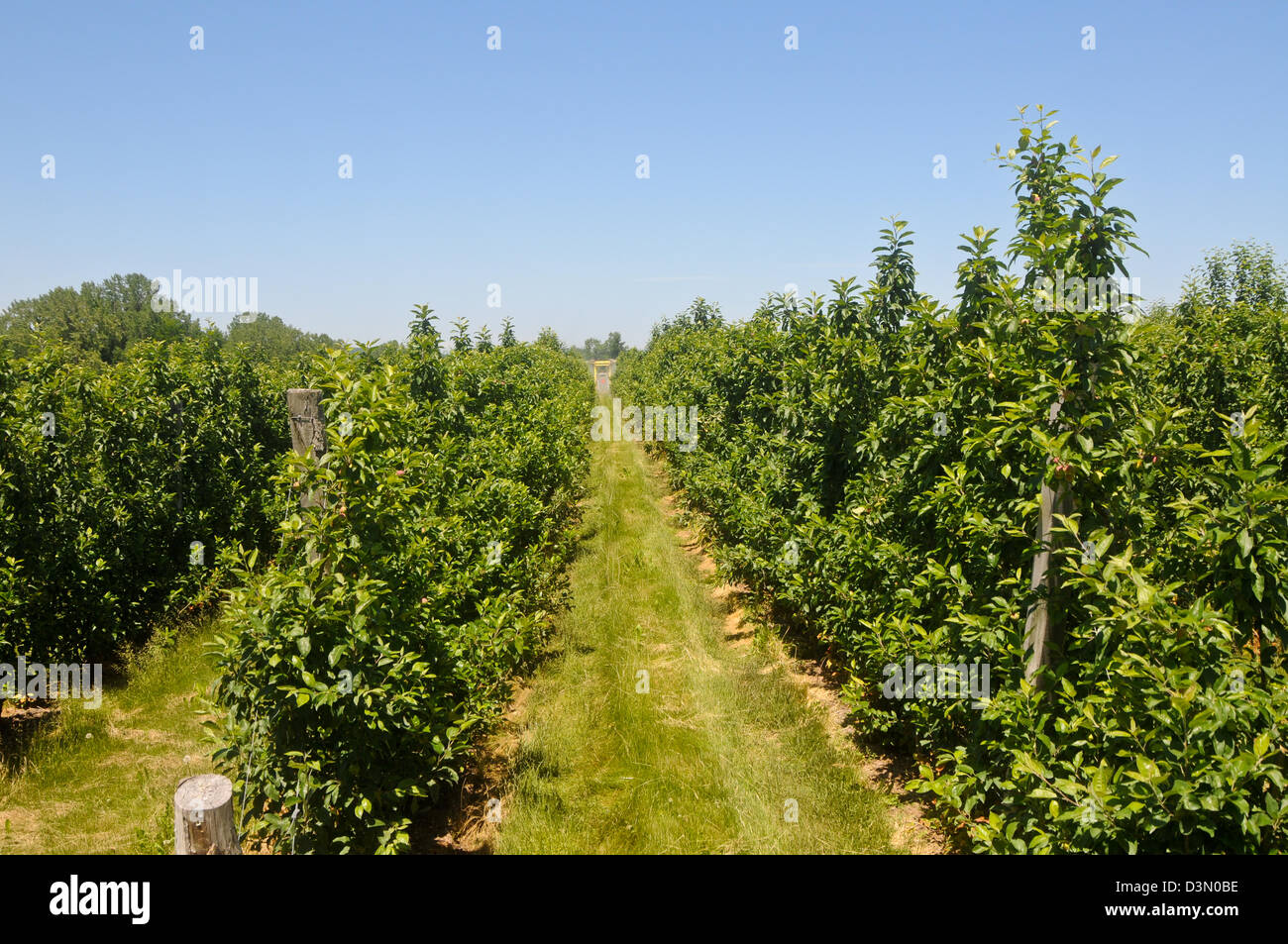 Tall spindle apple trees in orchard Stock Photo - Alamy