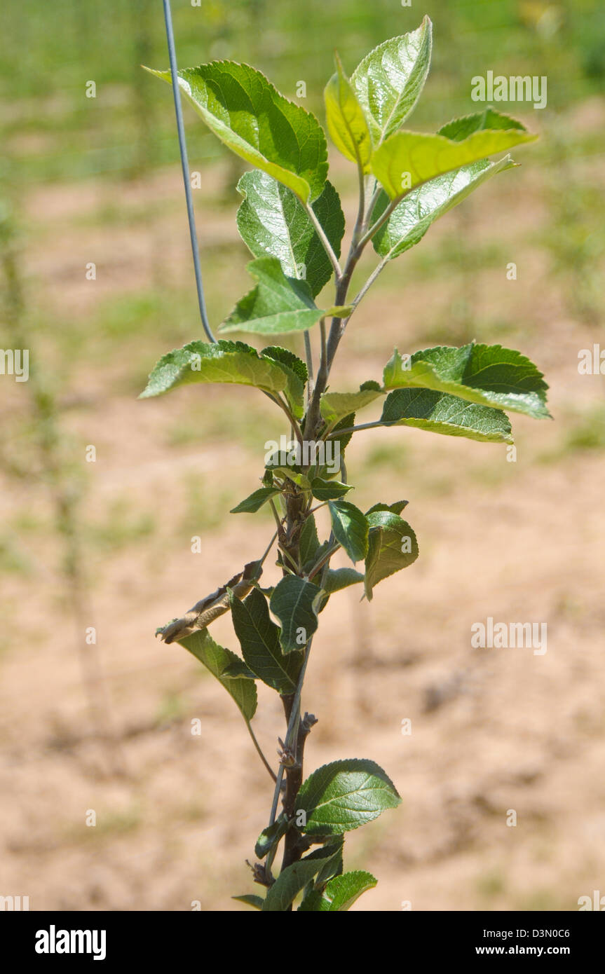 Tall spindle apple trees in orchard with wire Stock Photo - Alamy