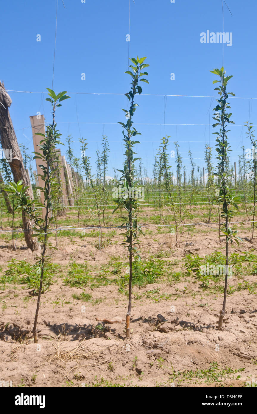 Tall spindle apple trees in orchard with wire Stock Photo - Alamy