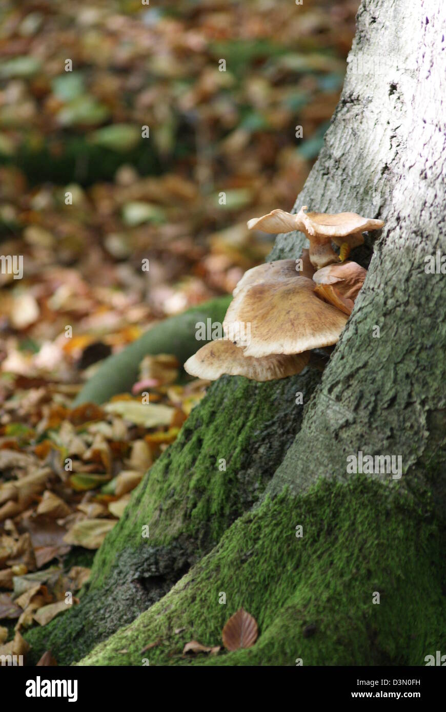 mushroom on a tree Stock Photo - Alamy