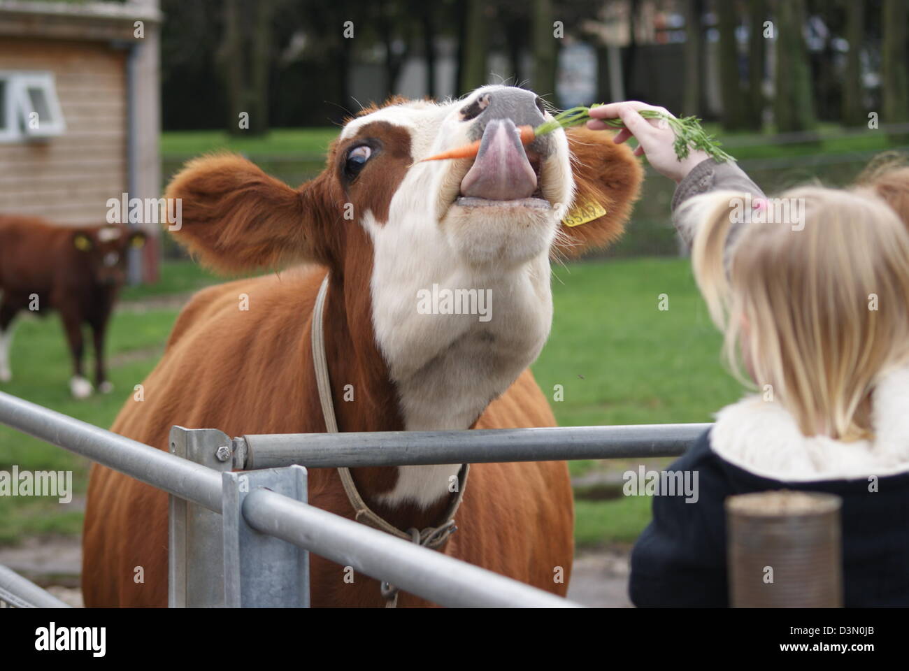 cow getting a carrot Stock Photo - Alamy