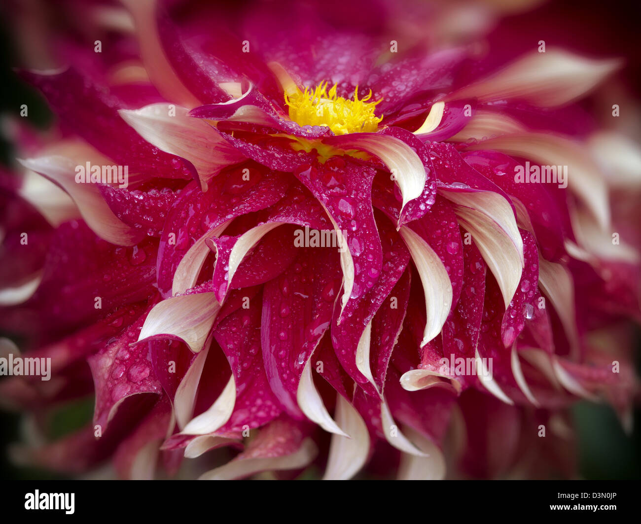 Dahlia (Bodacious) close up. Oregon Stock Photo - Alamy