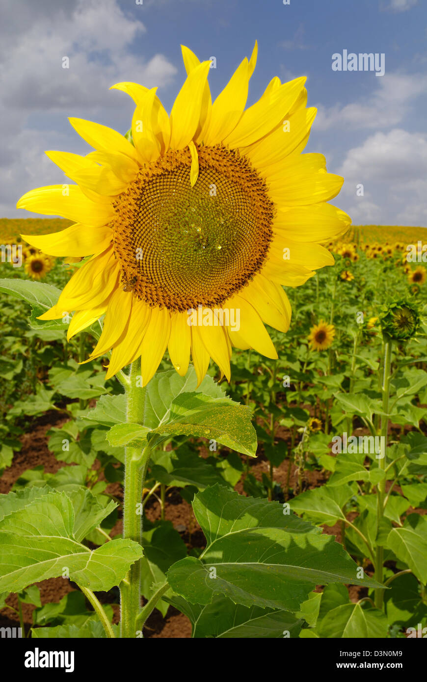 Sunflowers field in July, in Central Italy Stock Photo - Alamy