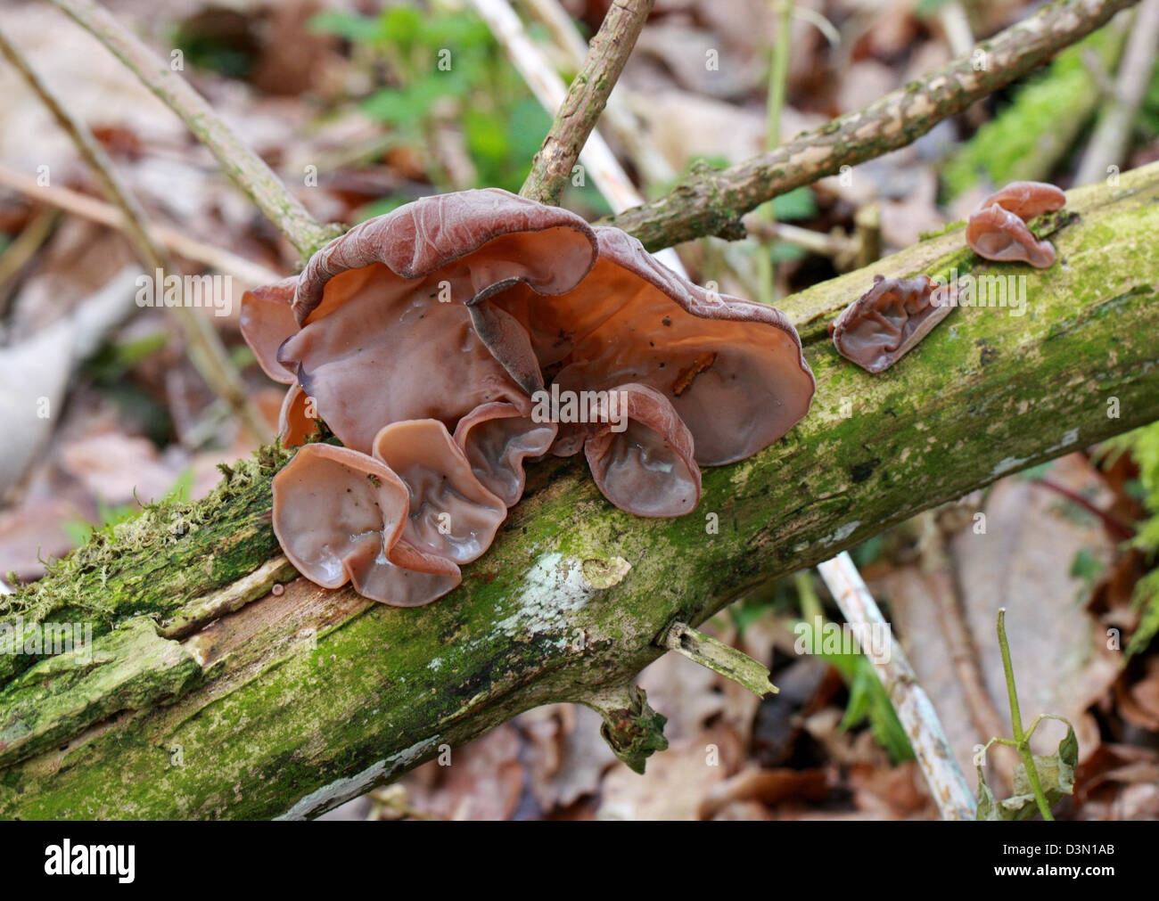 Jew's Ear Fungus, Auricularia auricula-judae (Hirneola auricula-judae ...