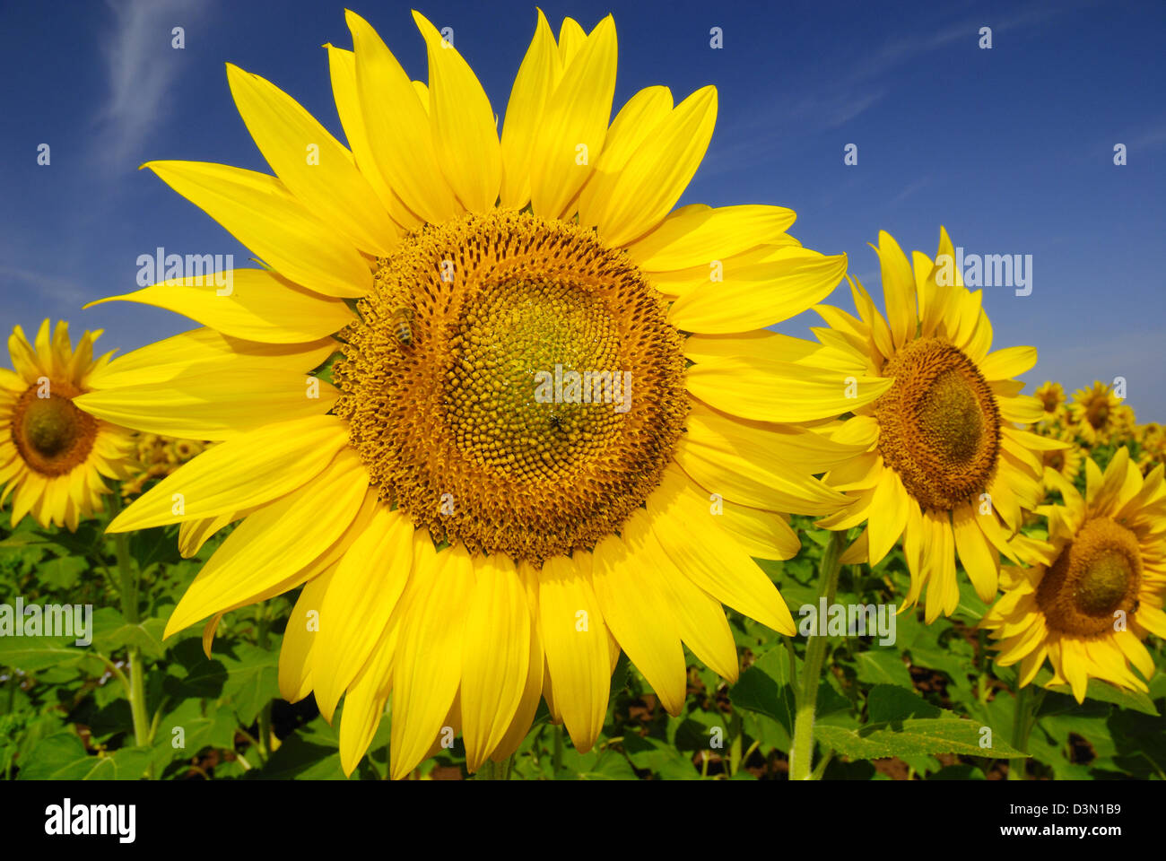 Sunflowers field in July, in Central Italy Stock Photo - Alamy
