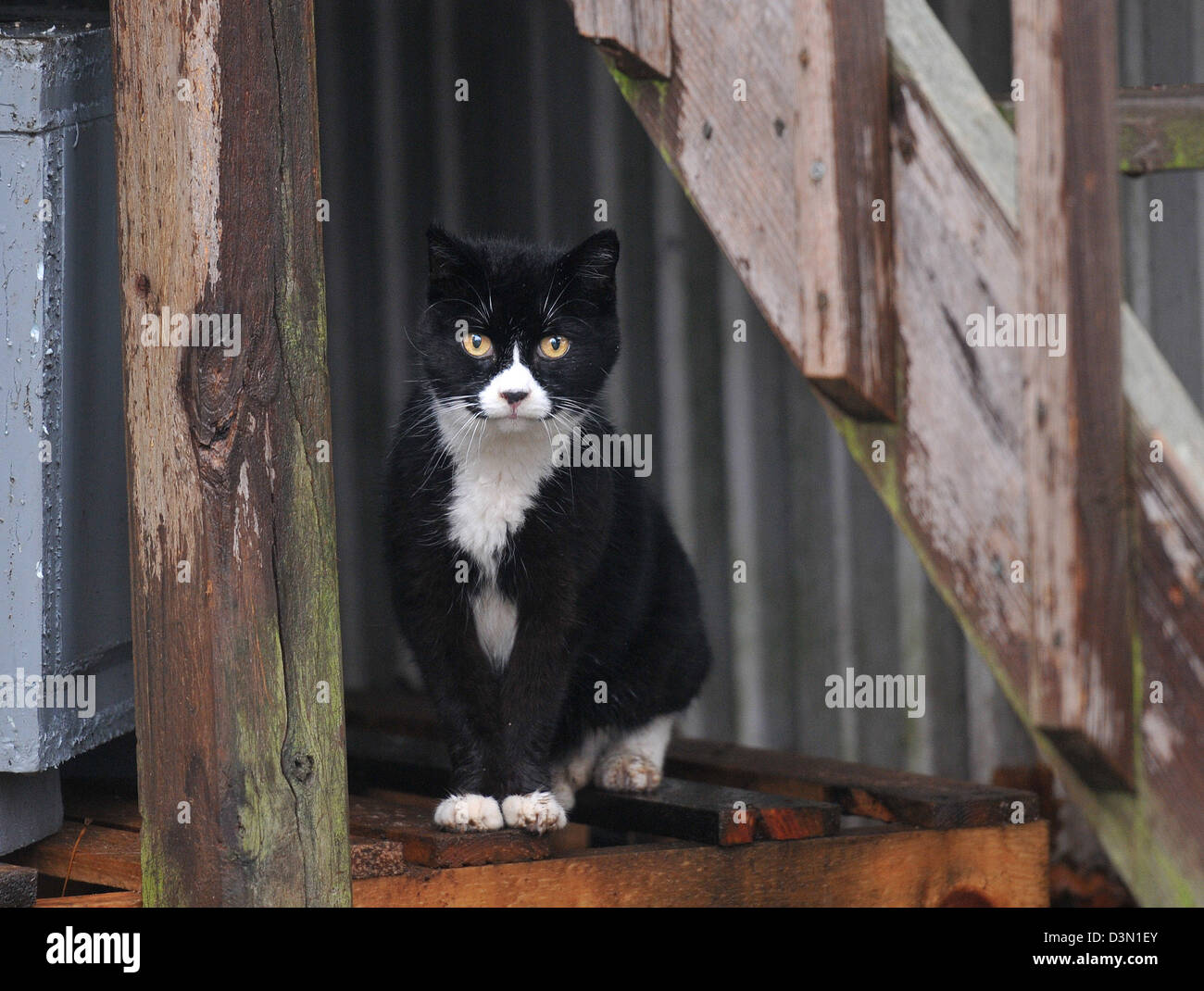 Male feral cat hi-res stock photography and images - Alamy