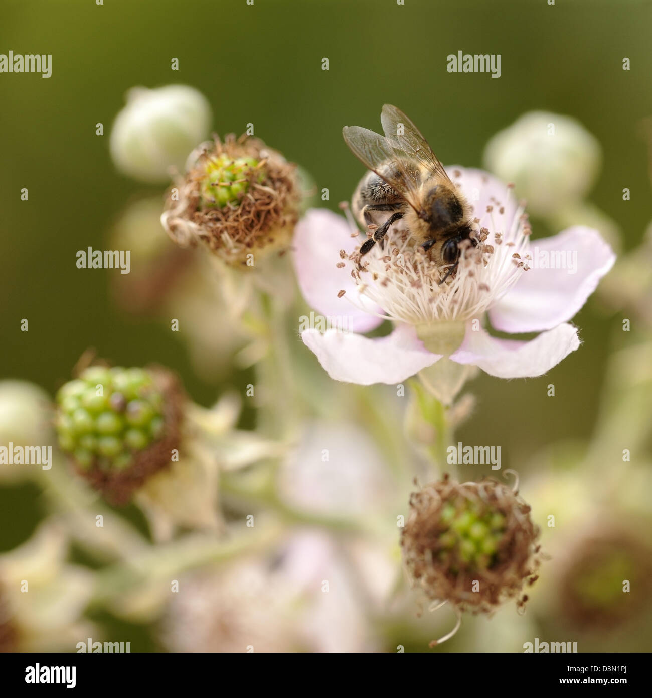 Pollination berry hi-res stock photography and images - Alamy
