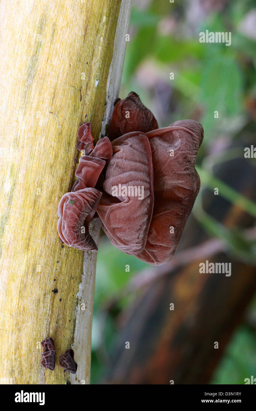 Jew's Ear Fungus, Auricularia auricula-judae (Hirneola auricula-judae ...