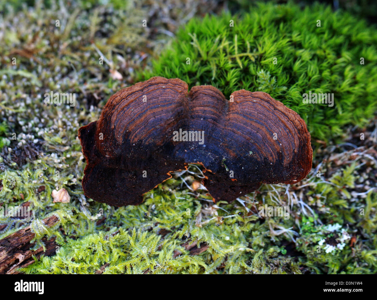Oak Curtain Crust, Hymenochaete rubiginosa, Hymenochaetaceae. Bracket ...