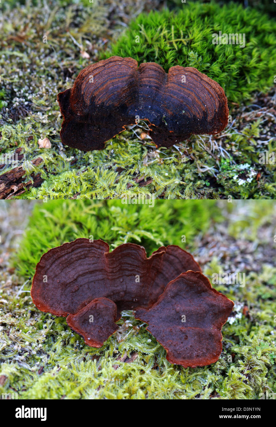 Oak Curtain Crust, Hymenochaete rubiginosa, Hymenochaetaceae. Bracket ...