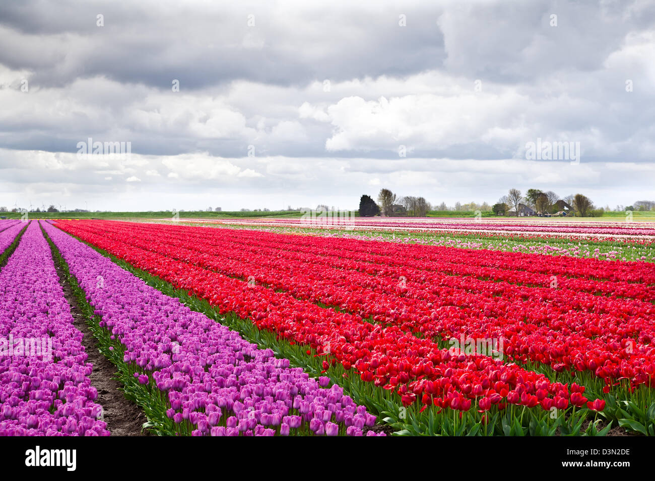 Dutch field hi-res stock photography and images - Alamy