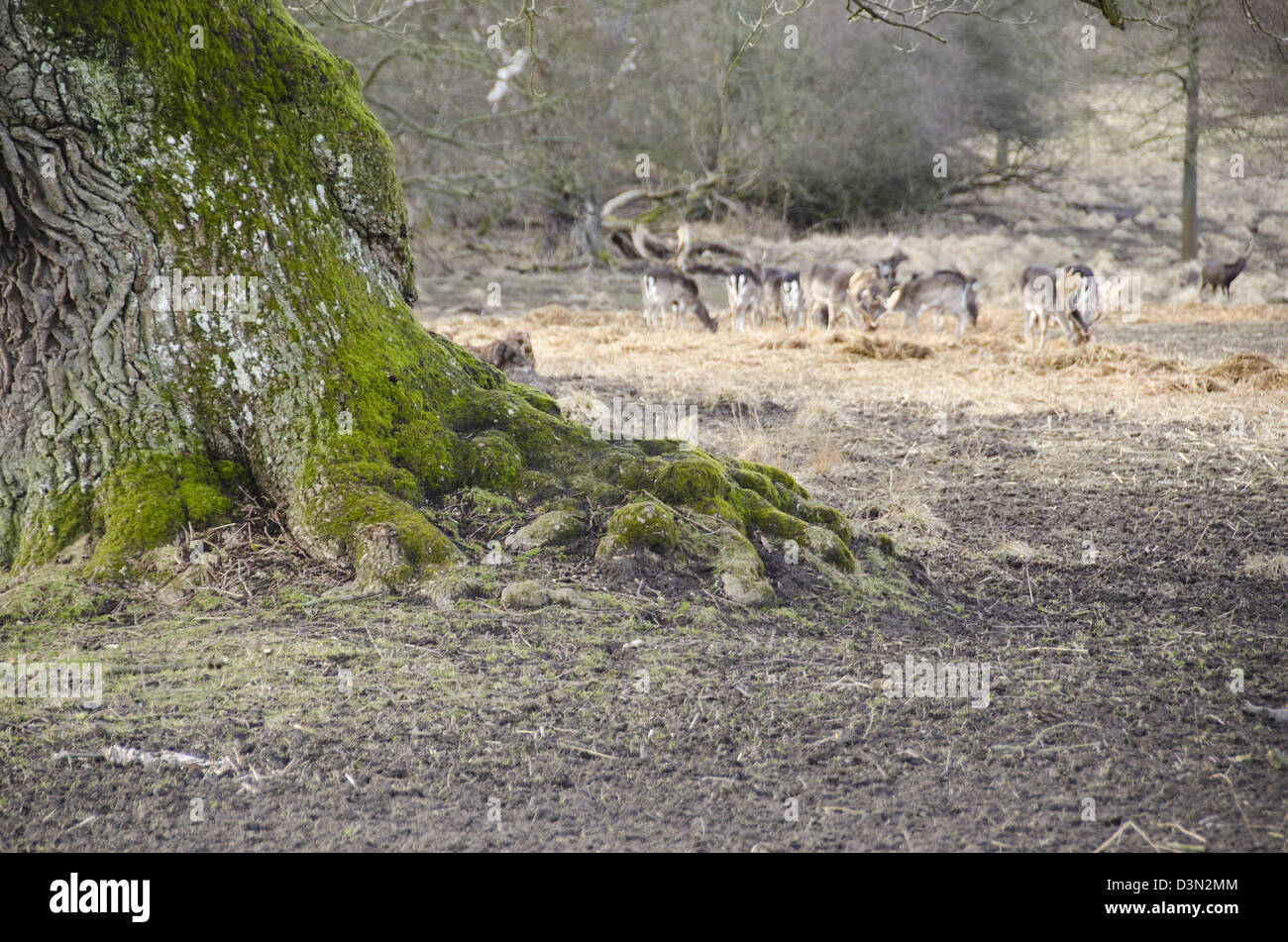 Old tree with fallow deers (Dama dama) in the background Stock Photo ...