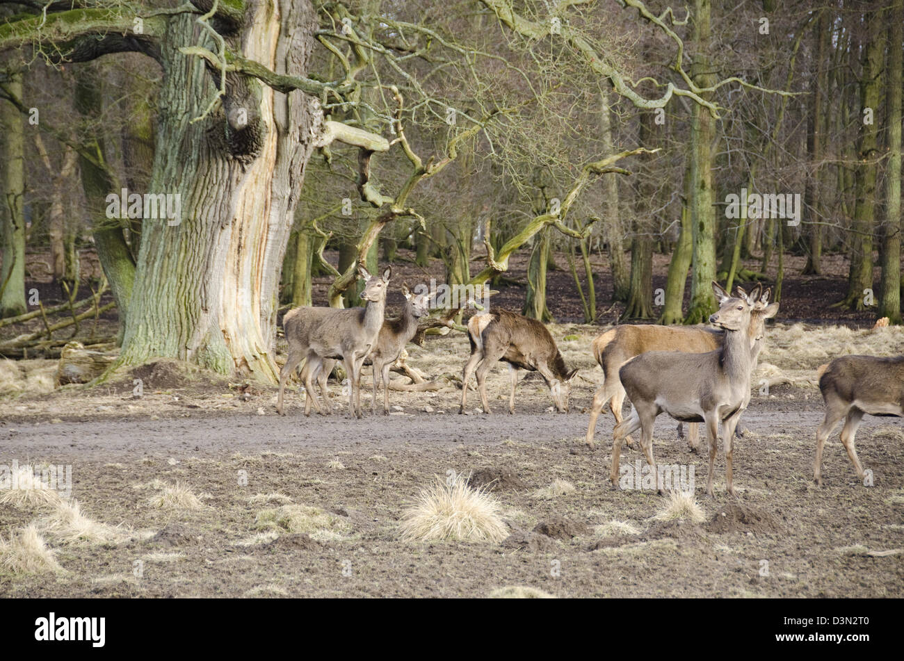 Old tree with fallow deers (Dama dama) in the background Stock Photo ...
