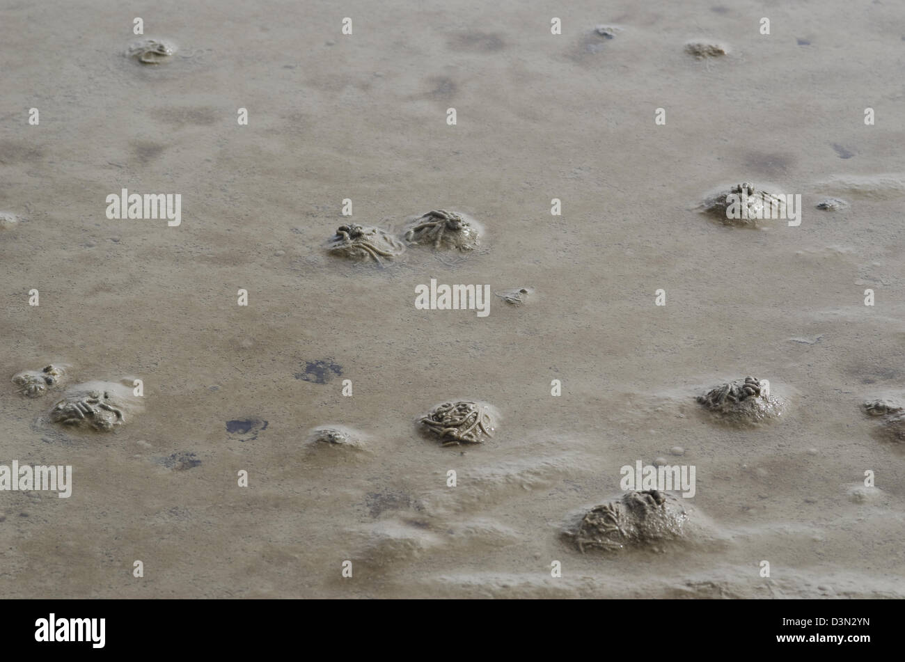 Burrows of the lugworm or sandworm, Arenicola marina, in the wadden sea ...