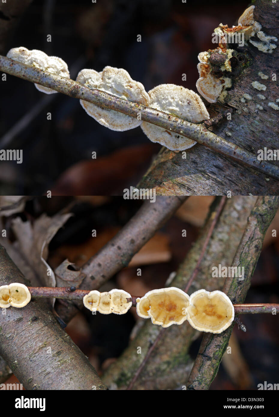 Stereum rameale, Stereaceae. Top: Topside, Bottom: Underside Stock ...