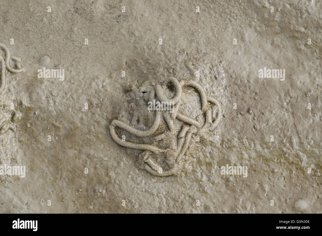 Burrows of the lugworm or sandworm, Arenicola marina, in the wadden sea ...