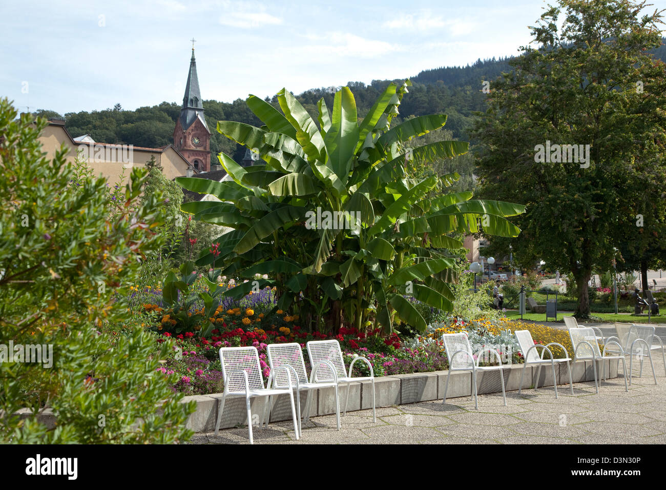 Badenweiler, Germany, palm trees in the spa garden Stock Photo - Alamy