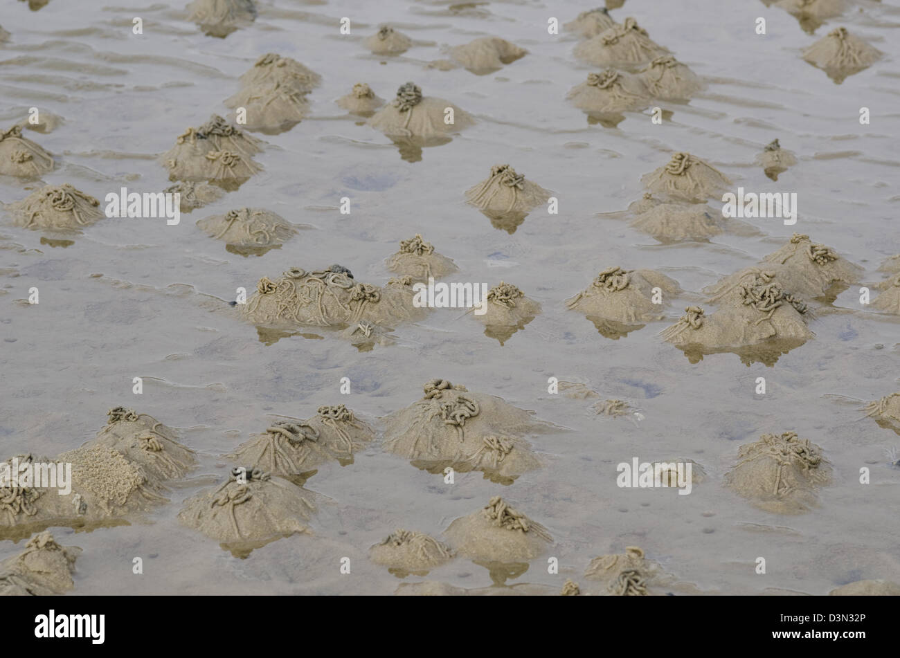 Burrows of the lugworm or sandworm, Arenicola marina, in the wadden sea ...