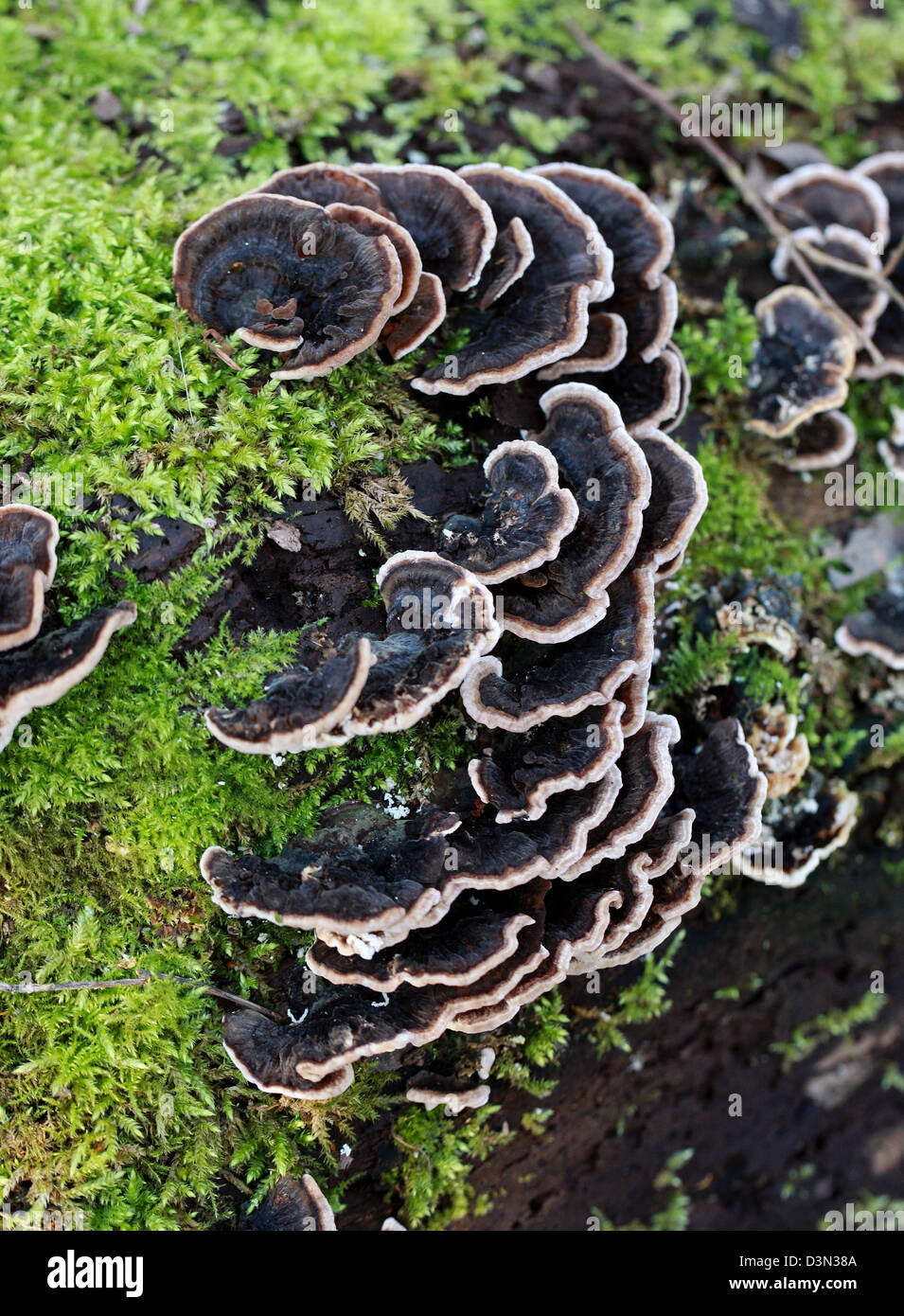 Tooth Fungus Stock Photos & Tooth Fungus Stock Images - Alamy