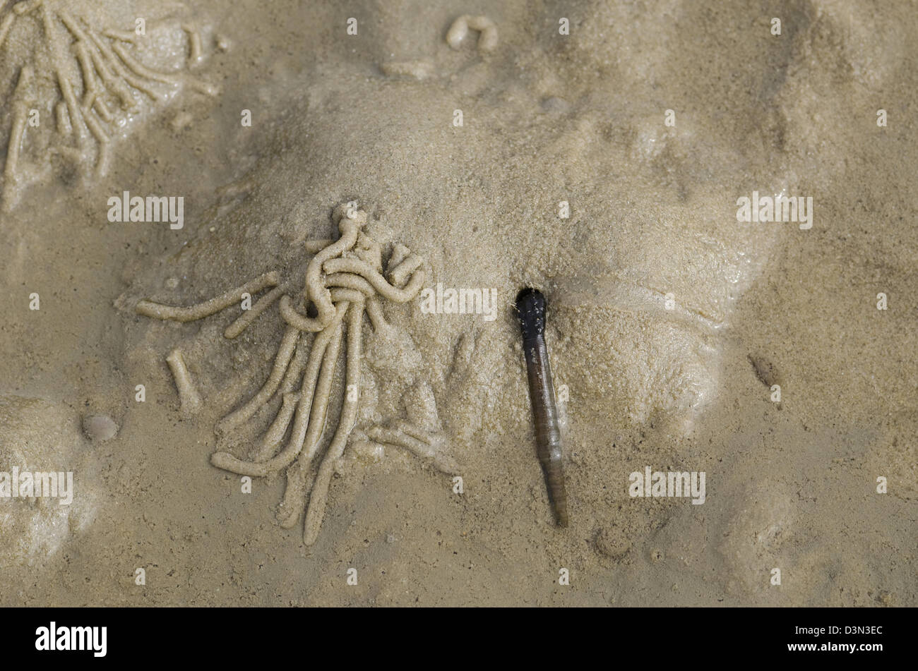 Burrows of the lugworm or sandworm, Arenicola marina, in the wadden sea ...
