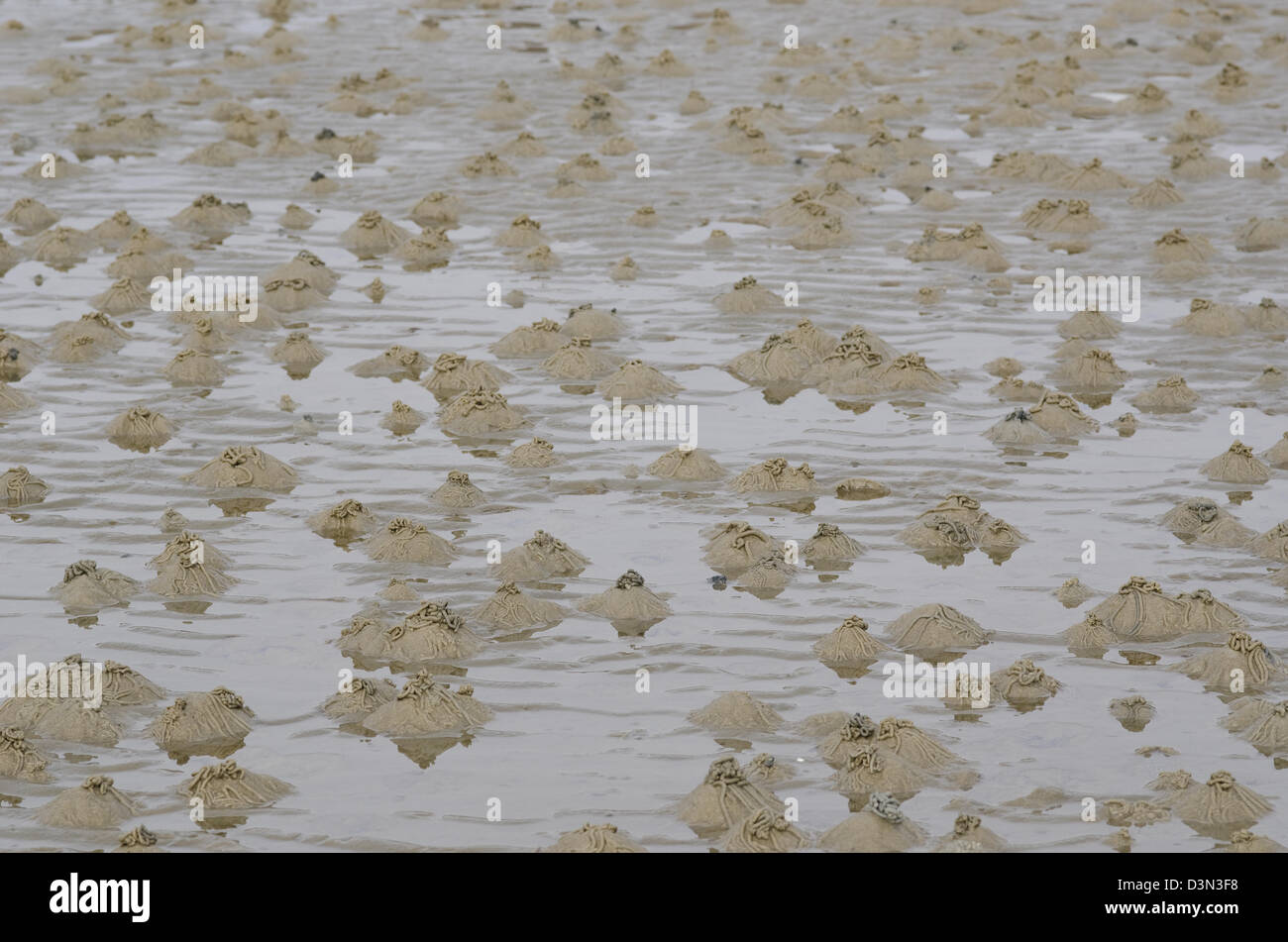 Burrows of the lugworm or sandworm, Arenicola marina, in the wadden sea ...