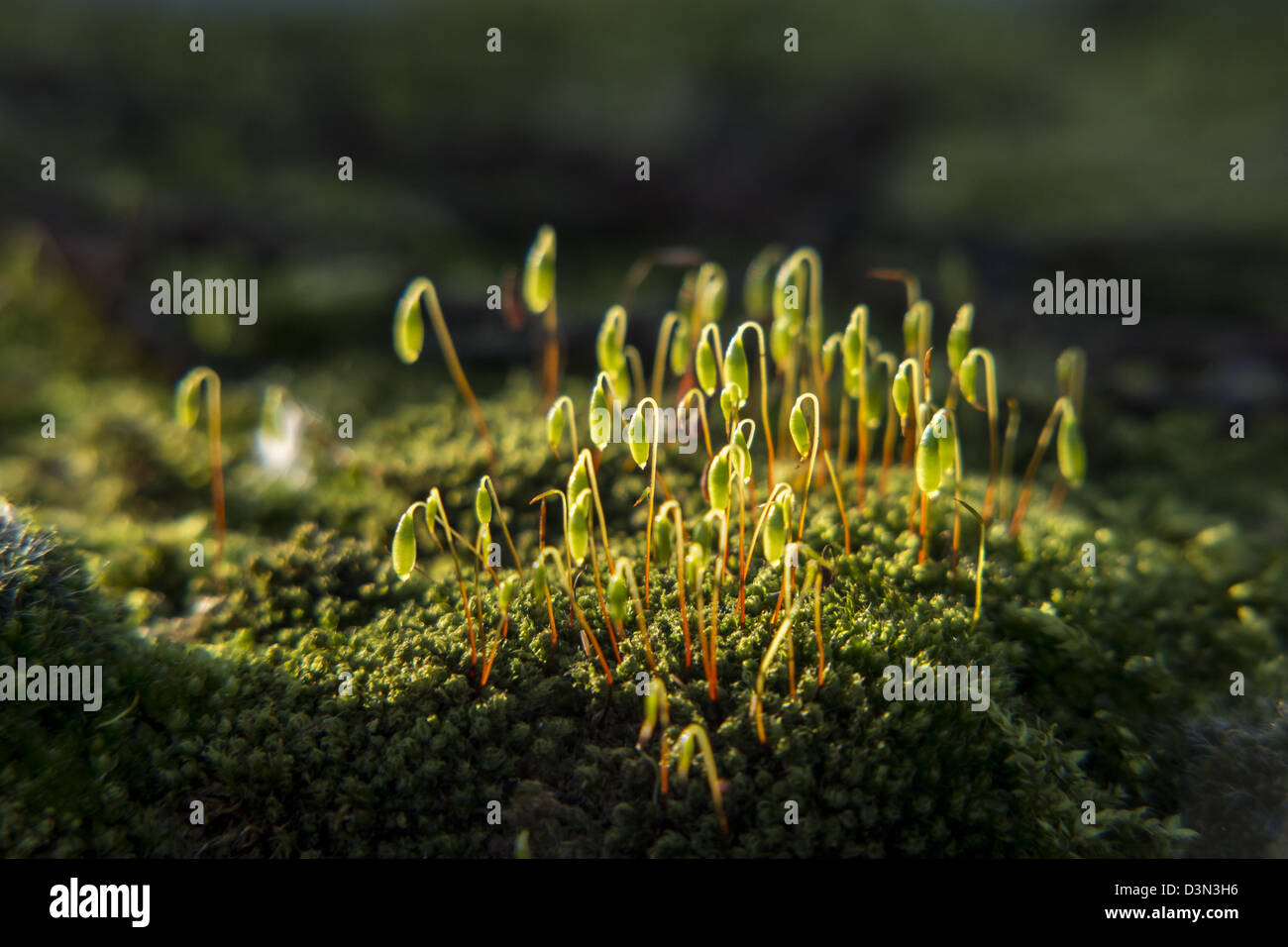 Moss Spores