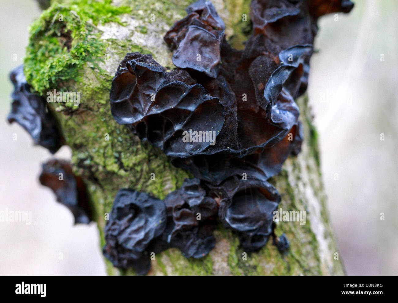 Witches' Butter, Exidia glandulosa, Auriculariaceae. A Common Black ...