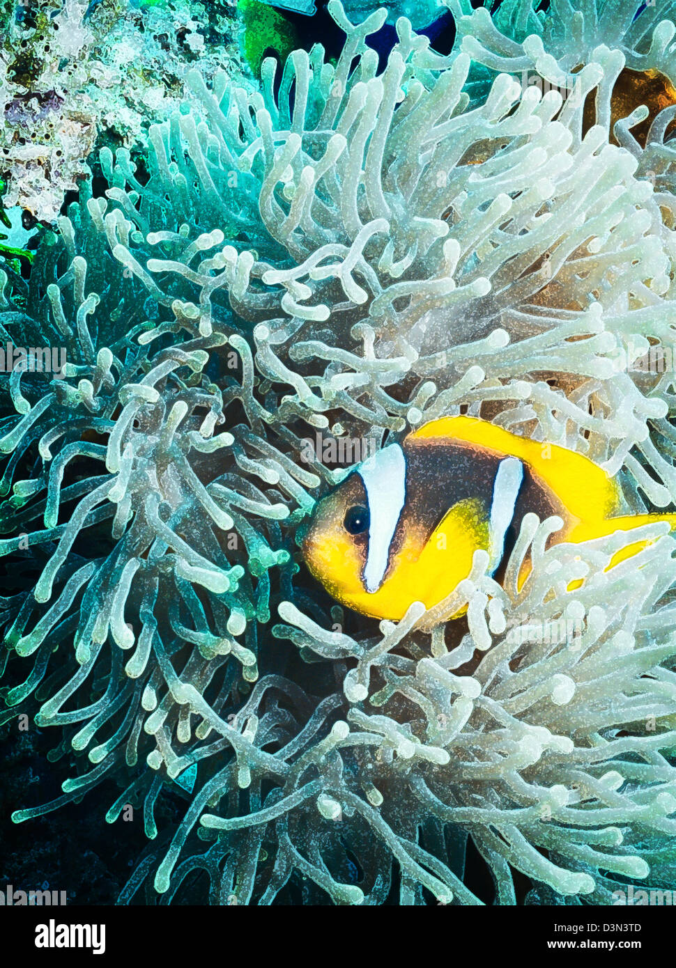 Different Colored Clown Fish