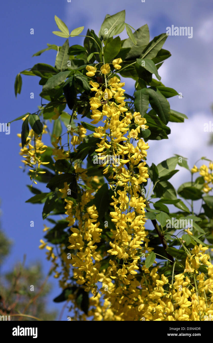 Magdeburg, Germany, Common laburnum Stock Photo - Alamy