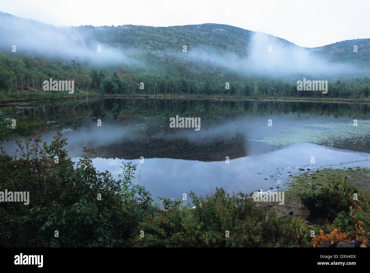 Elk282-2200 Maine, Acadia National Park, Bubble Pond Stock Photo - Alamy