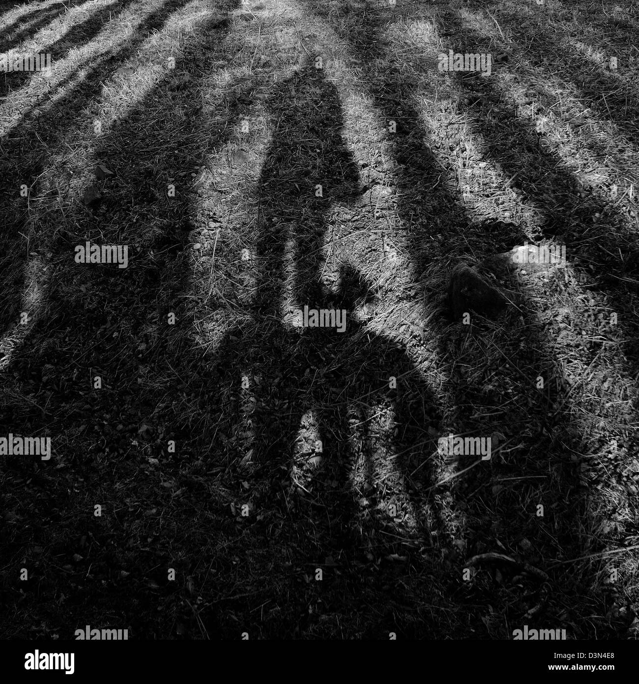 Dog day afternoon - long shadows of a man and 2 dogs amongst shadows of ...