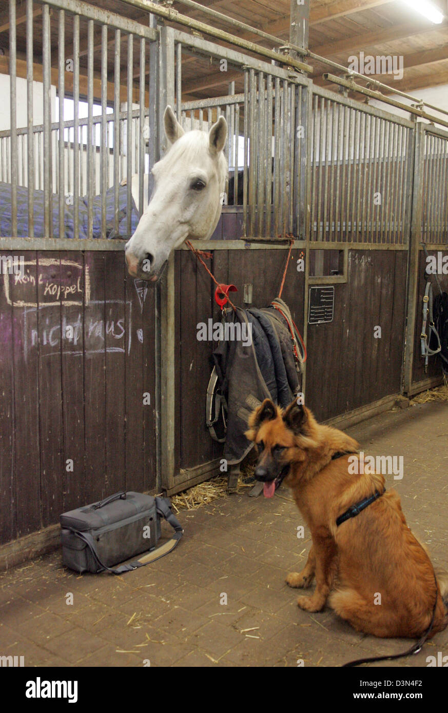Magdeburg, Germany, Horse and Dog in a Stable Stock Photo - Alamy