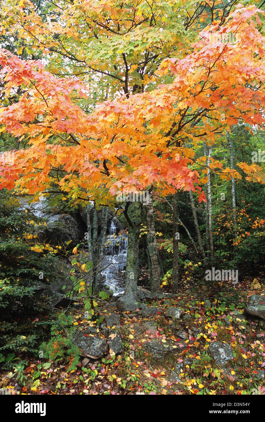 Elk282-2224v Maine, Acadia National Park, autumn foliage Stock Photo ...