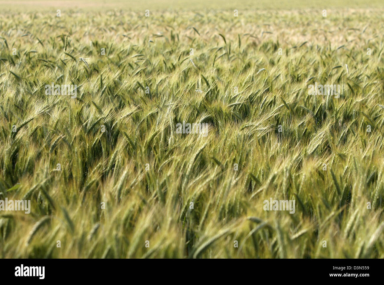 Britz, Germany, Gerstenfeld Stock Photo - Alamy