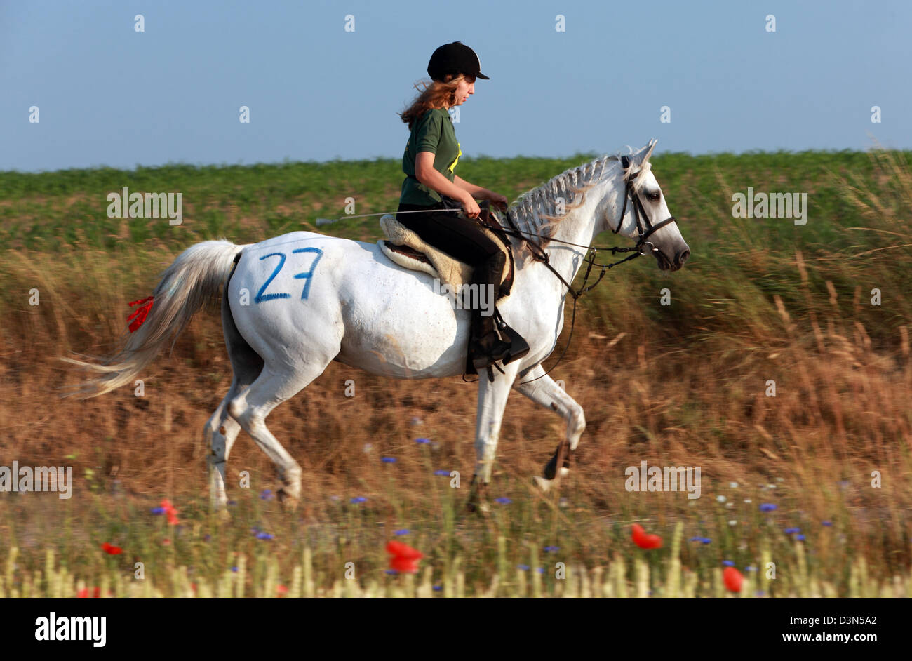 Endurance horse hi-res stock photography and images - Alamy