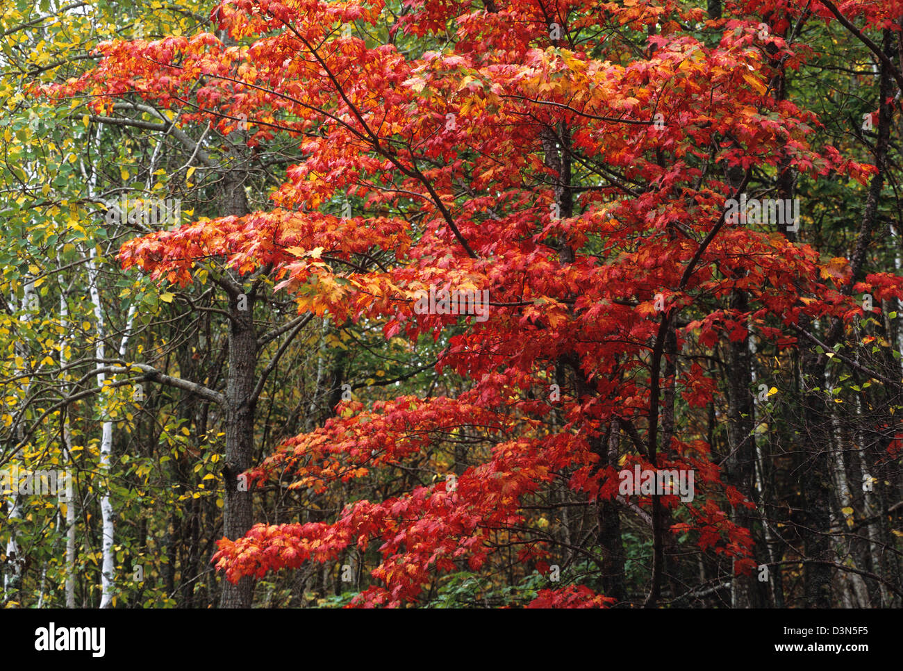 Elk282-2242 Maine, Acadia National Park, autumn foliage Stock Photo - Alamy