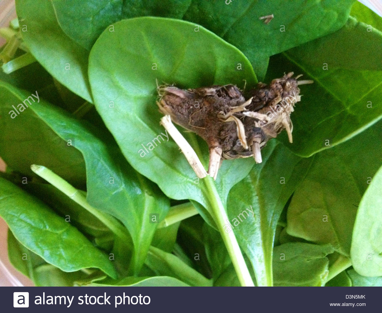 Foreign Object Stock Photos & Foreign Object Stock Images - Alamy