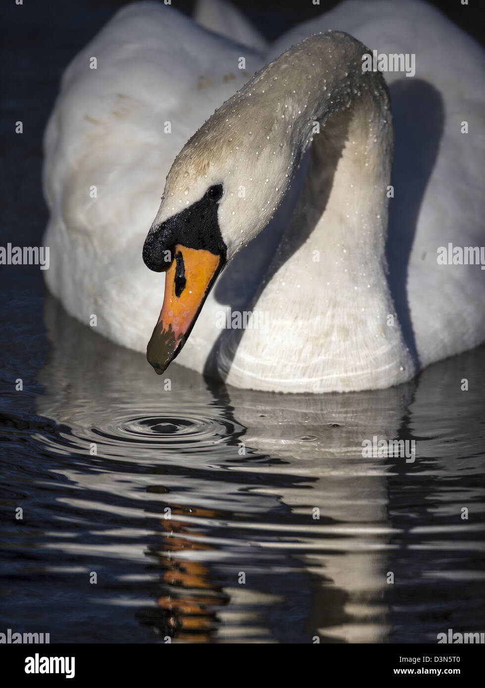 Mute swan (Cygnus olor) dripping mud from its beak and reflected in ...