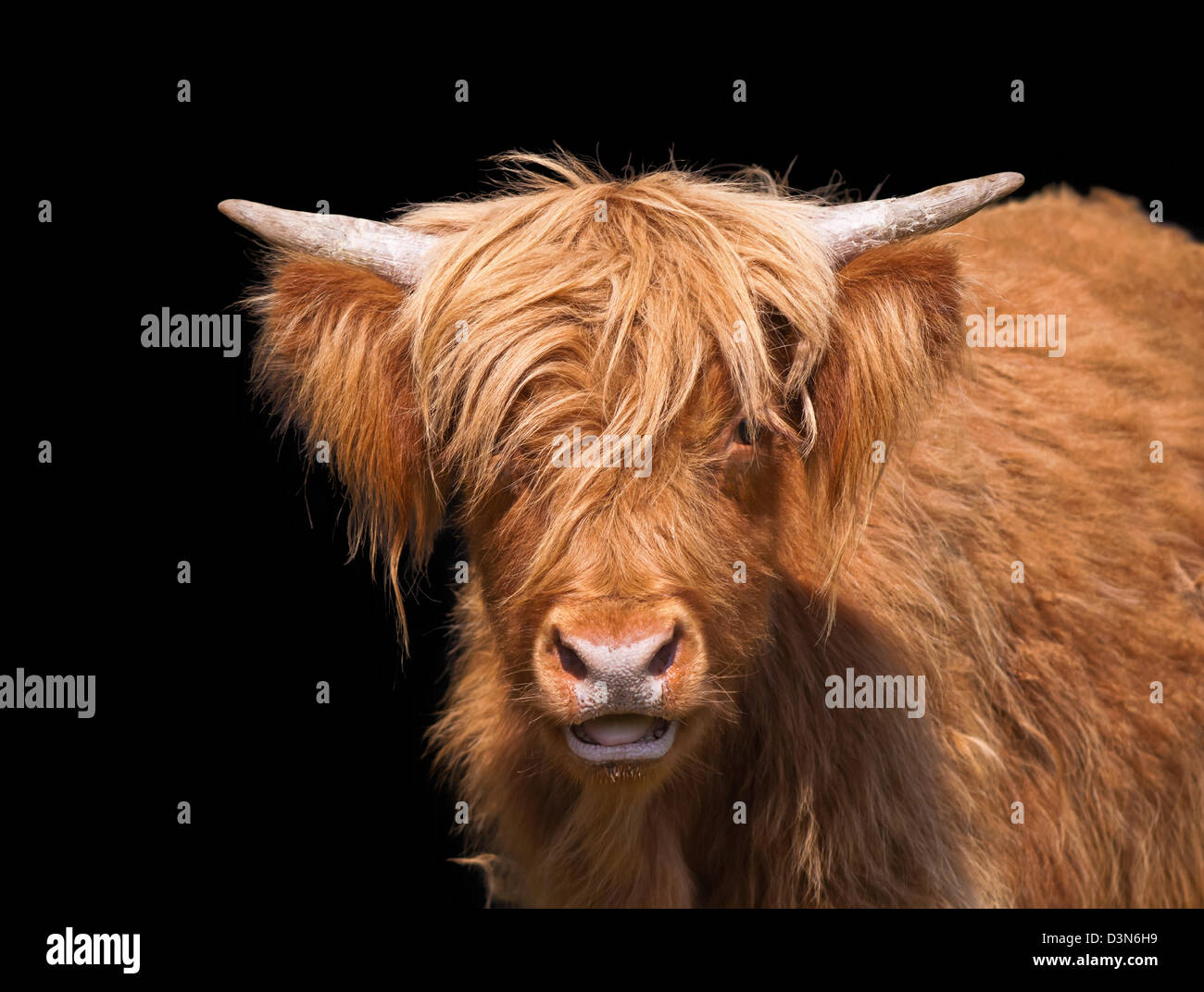 Scottish Highland cattle closeup against dark background Stock Photo ...