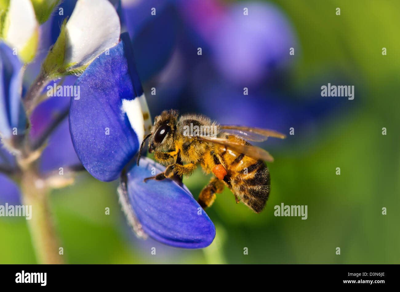 Bee collecting pollen from Texas bluebonnet flowers Stock Photo - Alamy