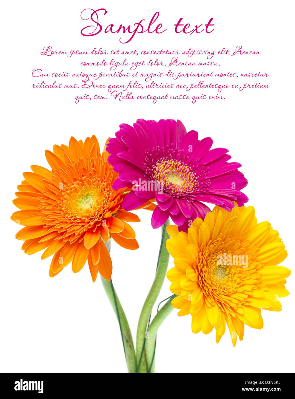 Gerber Daisy isolated on white background Stock Photo - Alamy