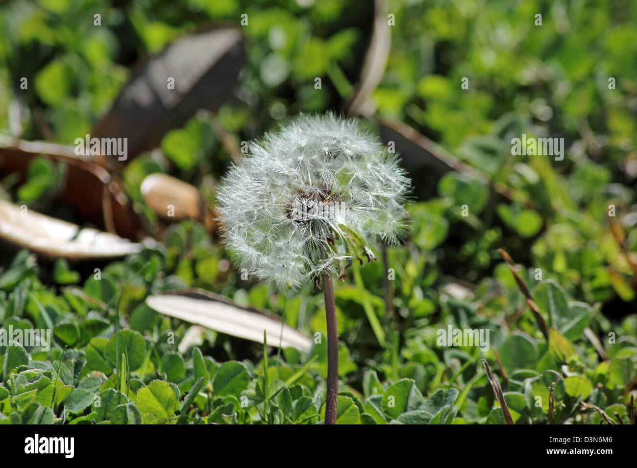 A Dandelion seed head grows out of the ground Stock Photo - Alamy