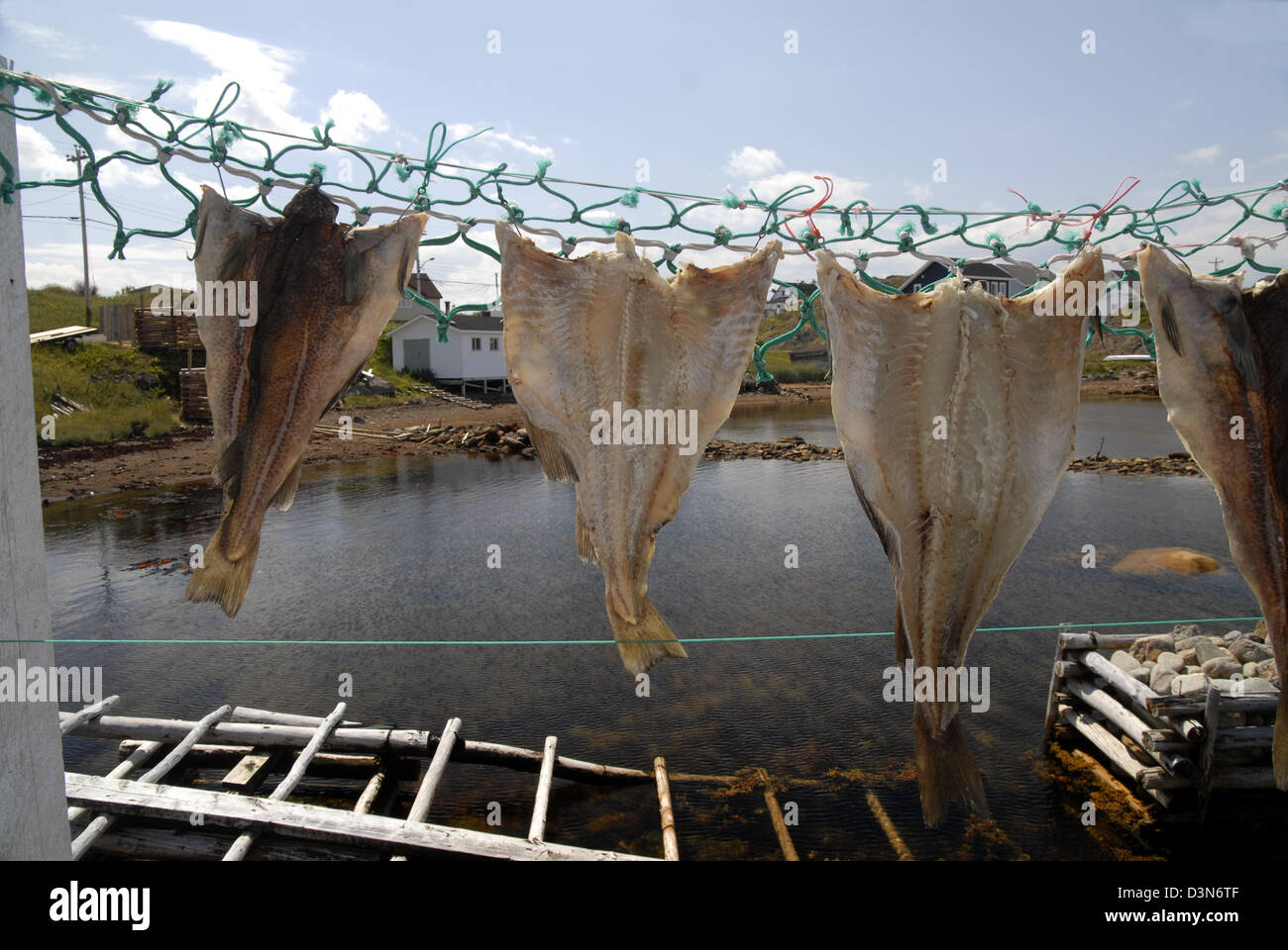 Salt cod drying newfoundland hi-res stock photography and images - Alamy