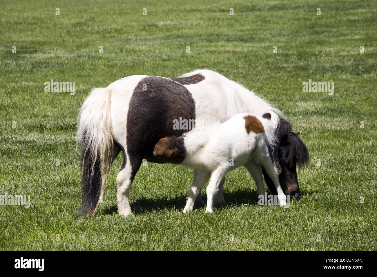 Miniature quicksilver ranch near los hi-res stock photography and ...