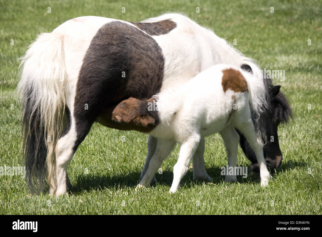 Miniature horses, Quicksilver Ranch near Los Olivos, Santa Ynez Valley ...
