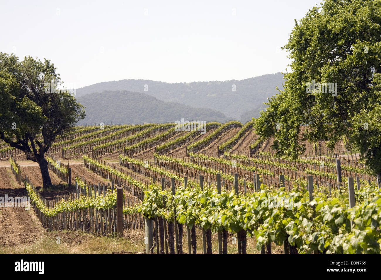 Gainey Vineyard, Santa Ynez Valley, California, USA Stock Photo - Alamy