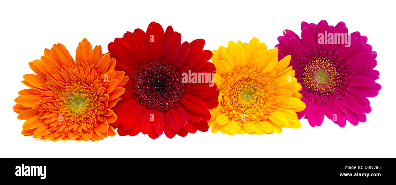 Gerber Daisy isolated on white background Stock Photo - Alamy