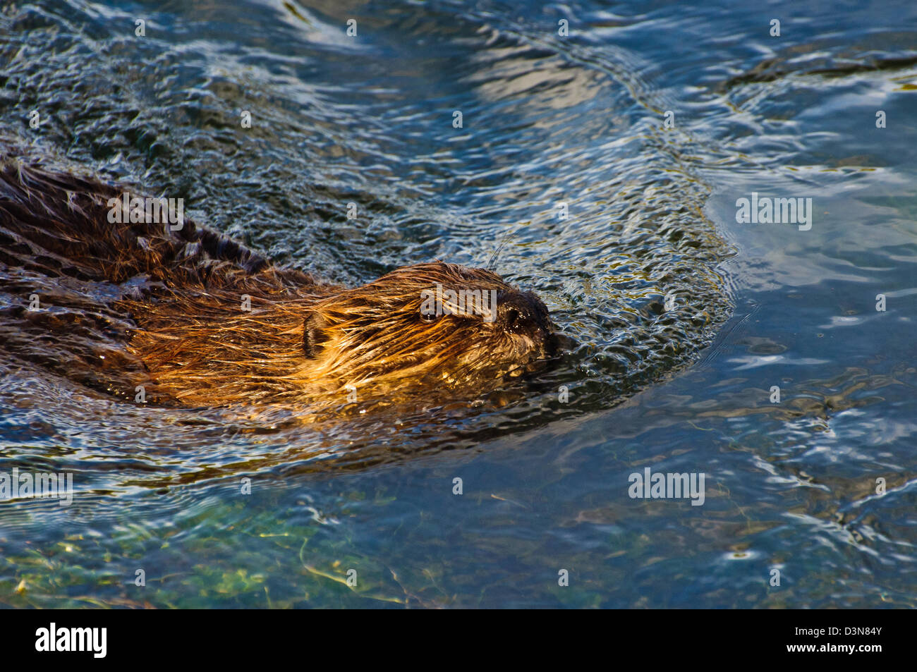 Beaver Swimming along the Yellowstone river Stock Photo - Alamy
