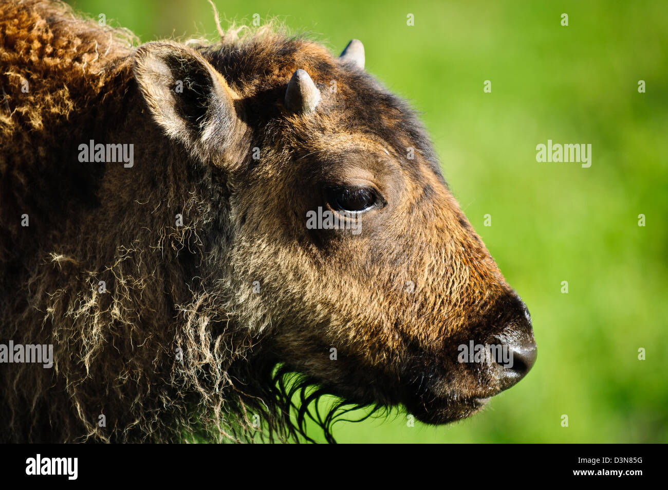 Close up of bison hi-res stock photography and images - Alamy