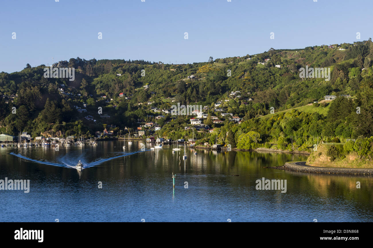 Rolling hills at Otago Harbour, Dunedin New Zealand Stock Photo - Alamy